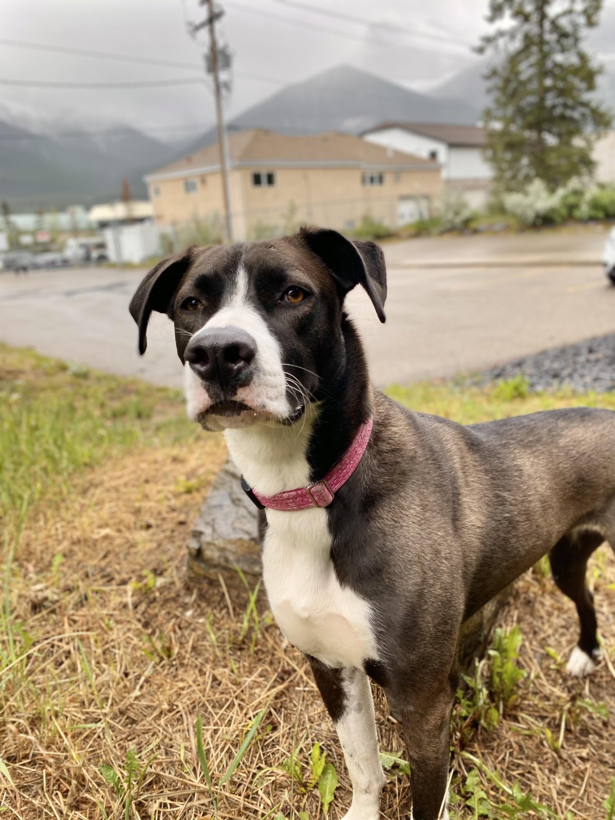 Border Collie Boxer Mix Tan