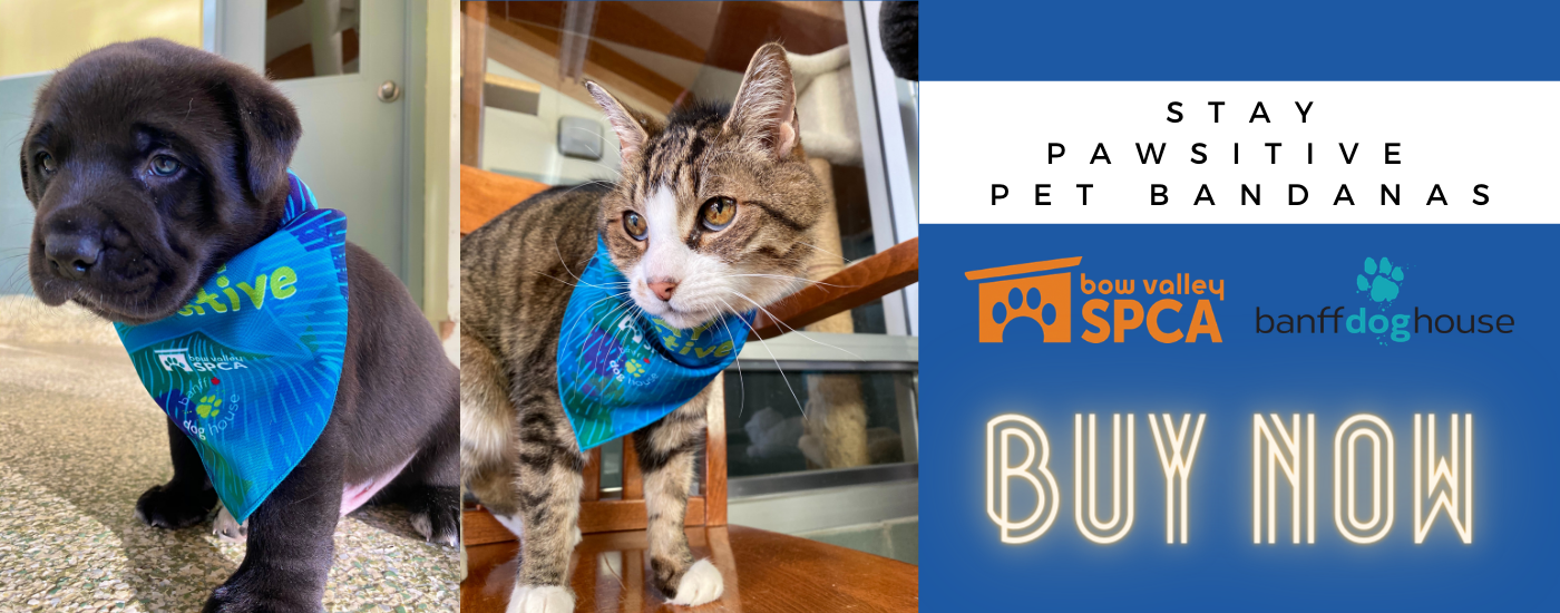 Bow Valley SPCA | BVSPCA